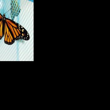 Staving off the monarch?s extinction