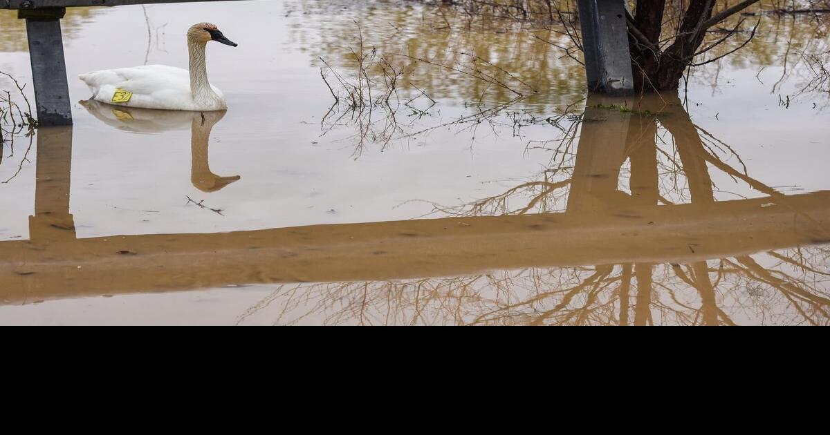 Springtime rain brings seasonal watershed problems — Hamilton flood watch