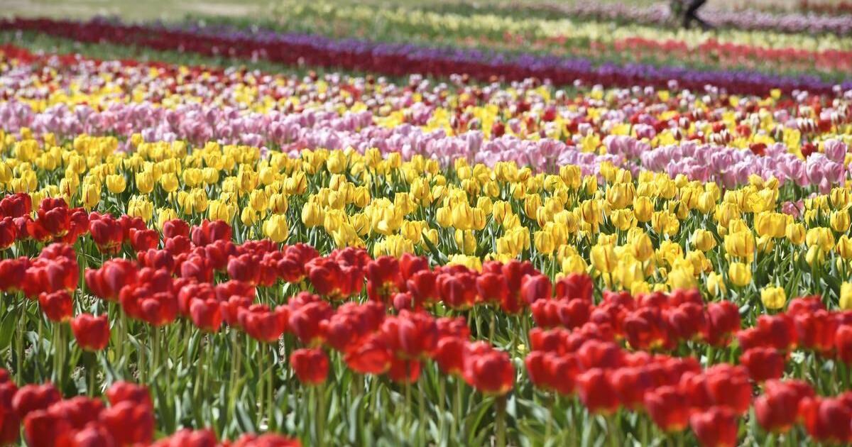 Tulips as far as the eye can see at Tasc U-Pick farm in Fenwick
