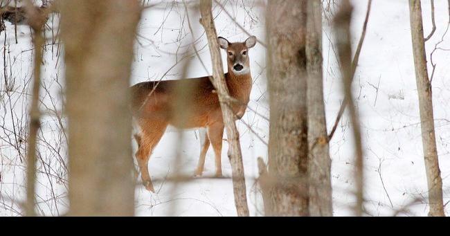Annual First Nations deer hunt at Short Hills