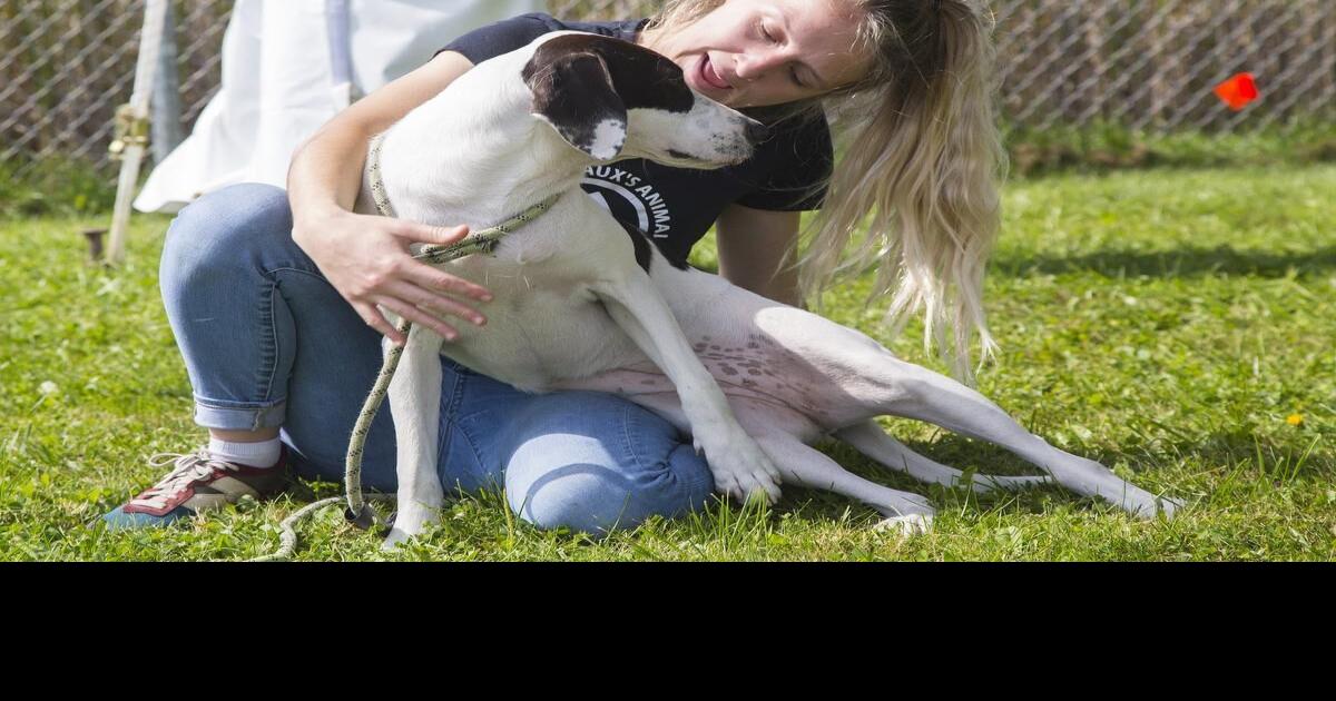 Dog fight: Rift grows between Niagara’s humane societies