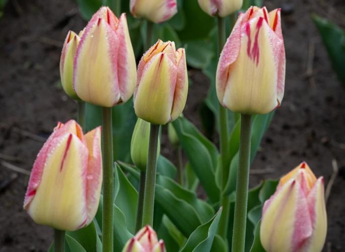 Growing Your Garden: Come tiptoe through the tulips