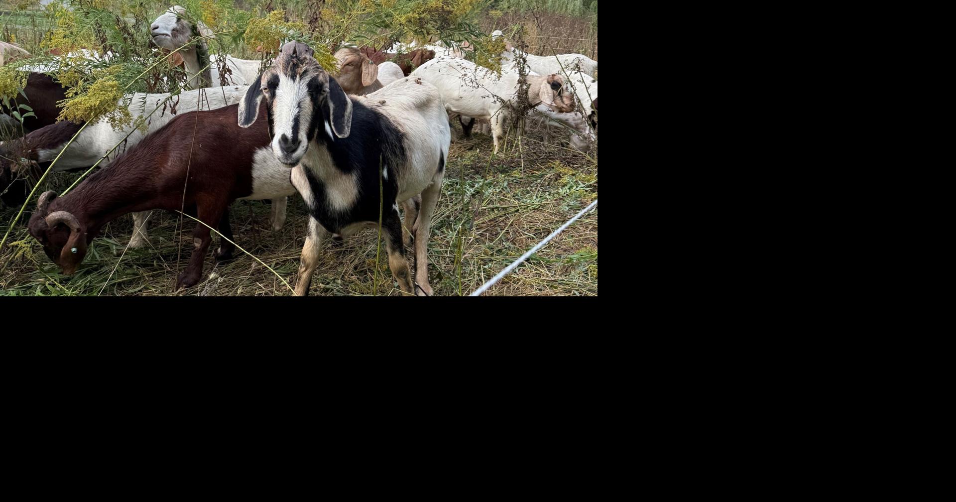 Goats graze Niagara Falls cemetery to support sustainability