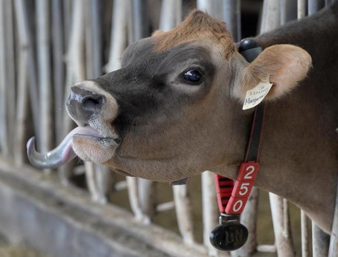 Holy cow! Simcoe dairy farmers win once-in-a-generation award