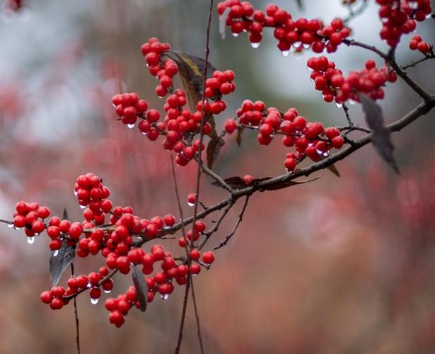 Growing Your Garden: Home grown winterberry holly