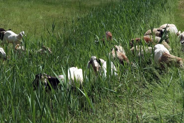 Goats helping to manage invasive plant species at OPG sites
