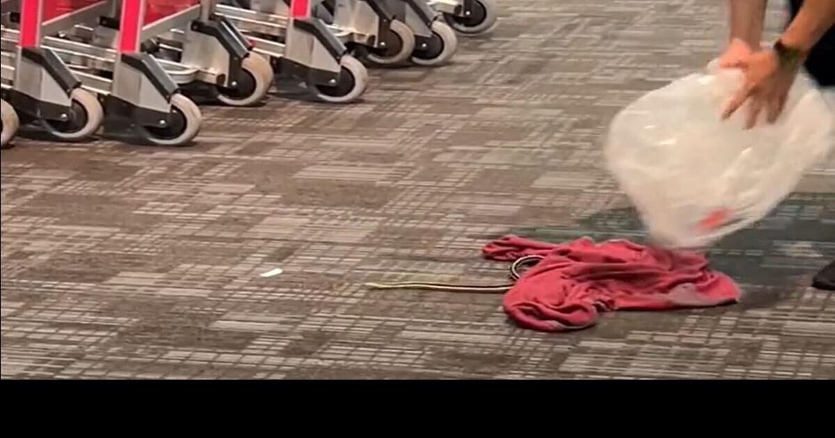 Loose snake at Pearson baggage claim removed
