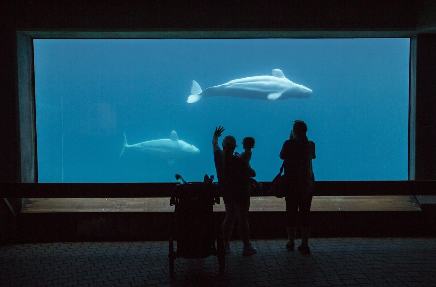 Marineland has ‘stabilized’ since owner’s death: lawyer