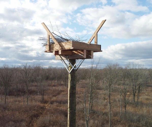 Raptor nesting platform installed at Heartland Forest