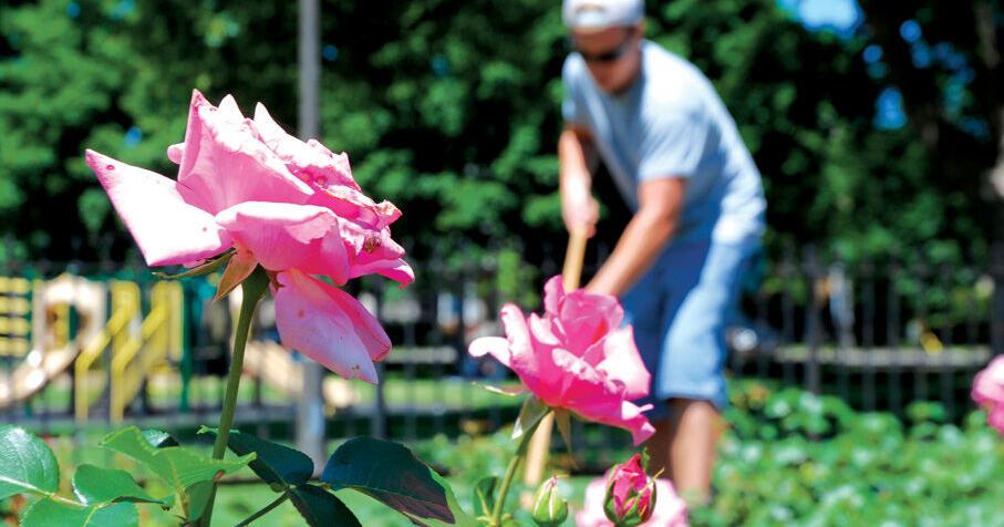 Montebello Park rose garden to be renovated