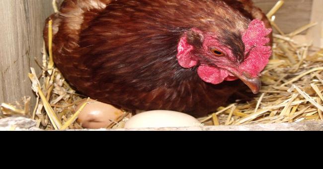 Report expected on Port chicken bylaw
