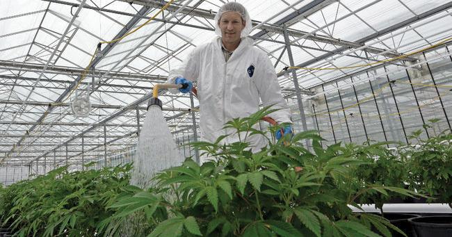 Pot gets TLC at Niagara's first licensed marijuana operation