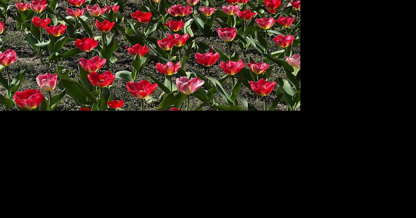 OUR NIAGARA: Tulips galore at Niagara Parks Floral Showhouse