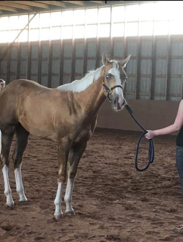 Horse club members get a few lessons on showmanship