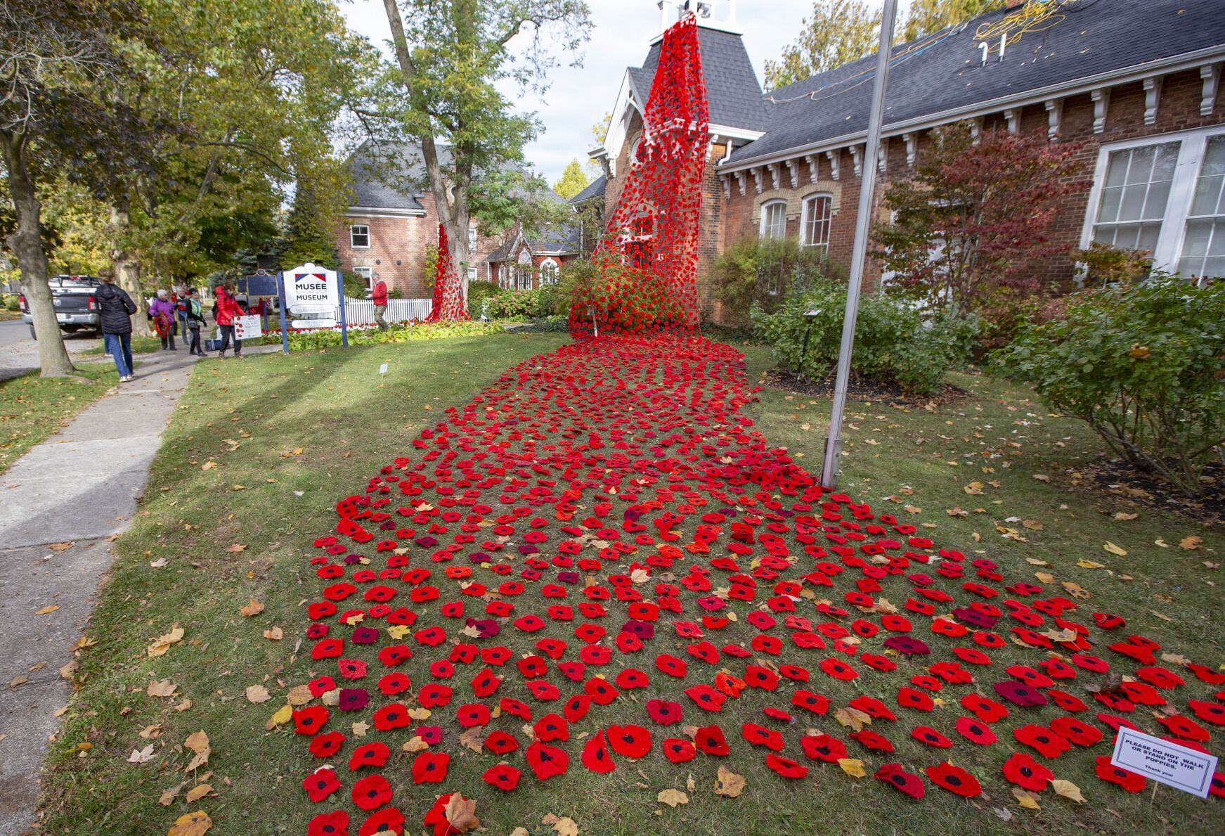 Sea of red wool poppies decorate Niagara-on-the-Lake