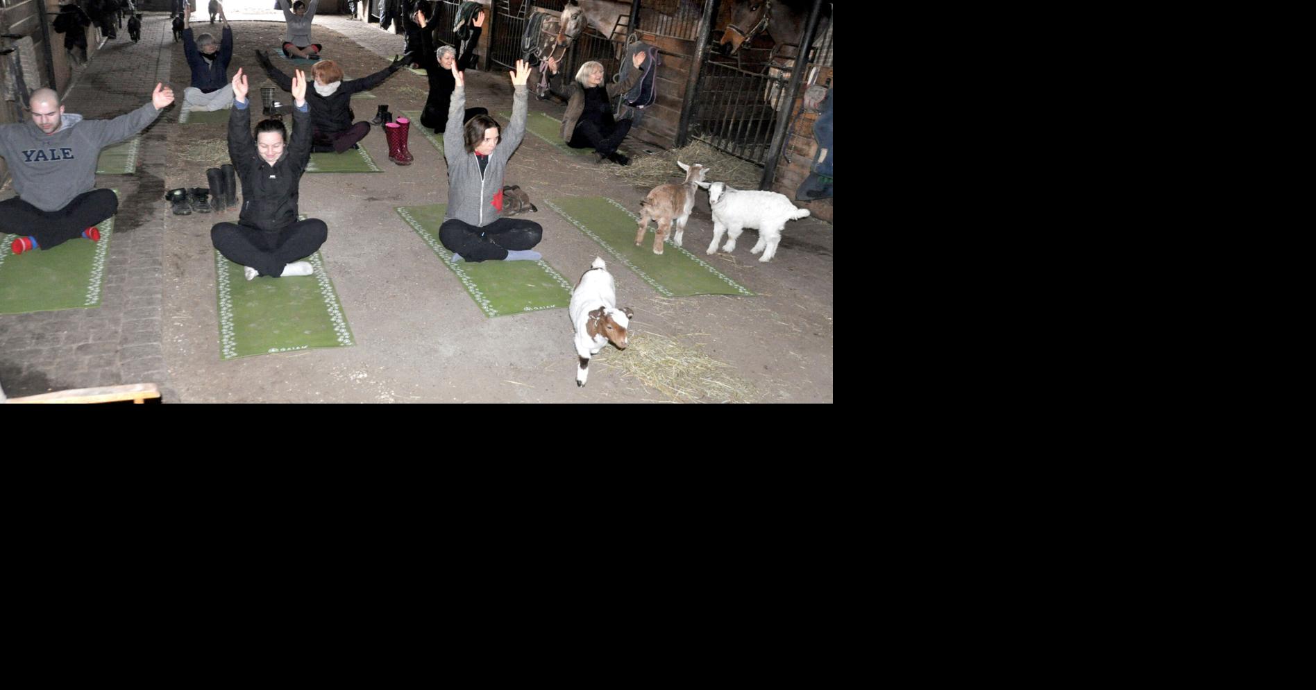 Fox Den Yoga bringing goat yoga to Niagara