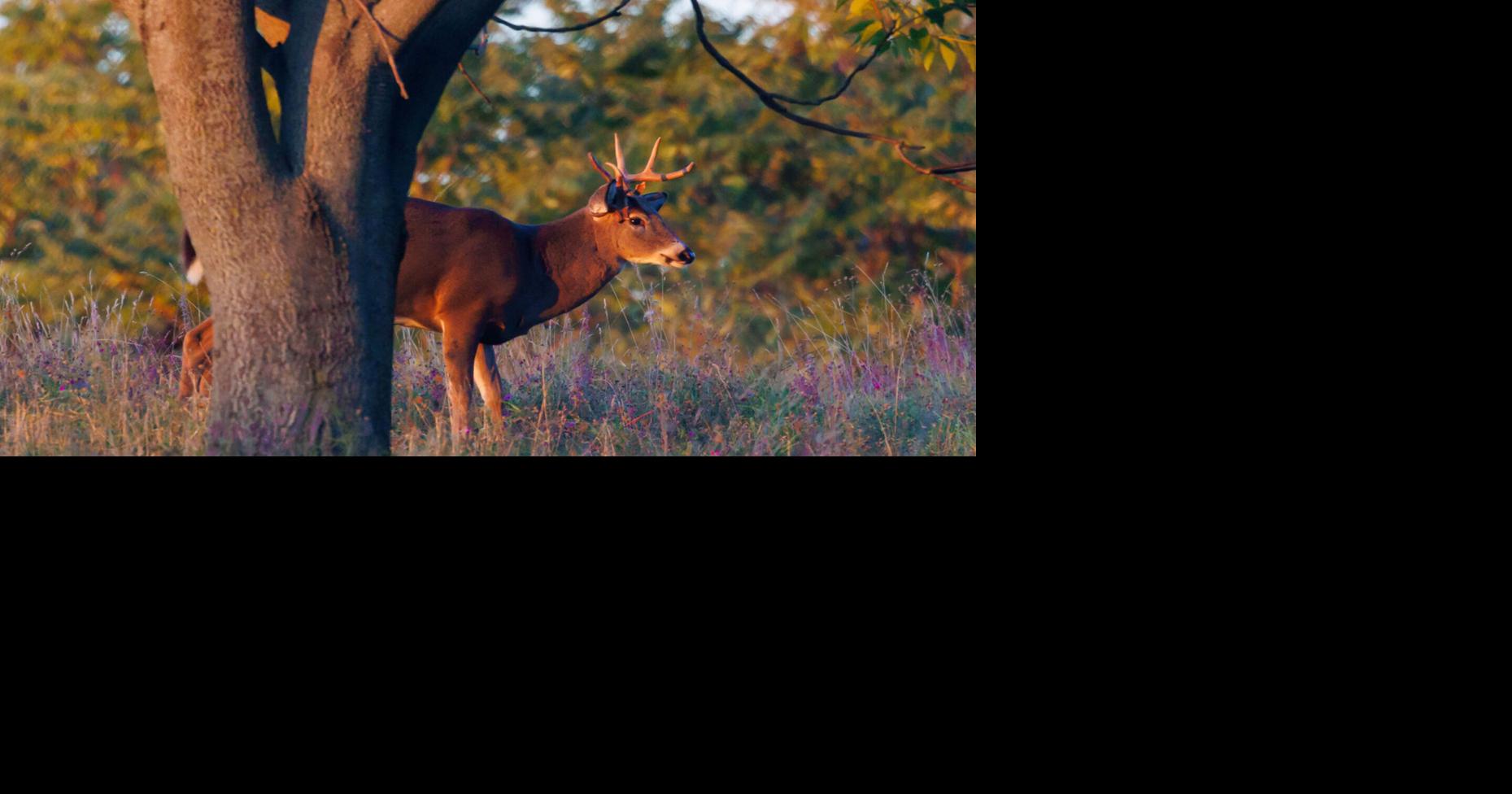 OUR NIAGARA: Wildlife at Golden Hour
