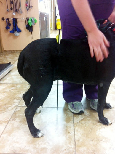 Welland dog impaled by arrow