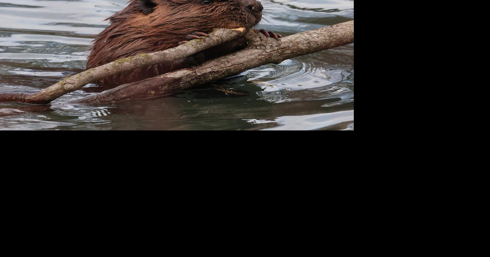 OUR NIAGARA: Beaver enjoying a snack