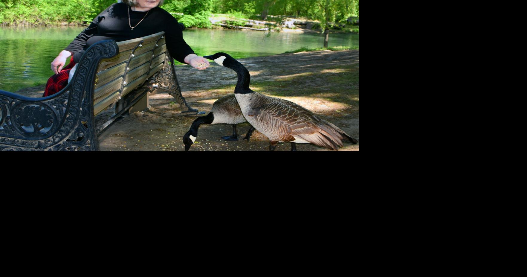 ‘It’s my therapy’: Woman defies Niagara Parks ban on feeding wildlife