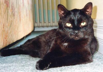 Clancy was a cat full of character