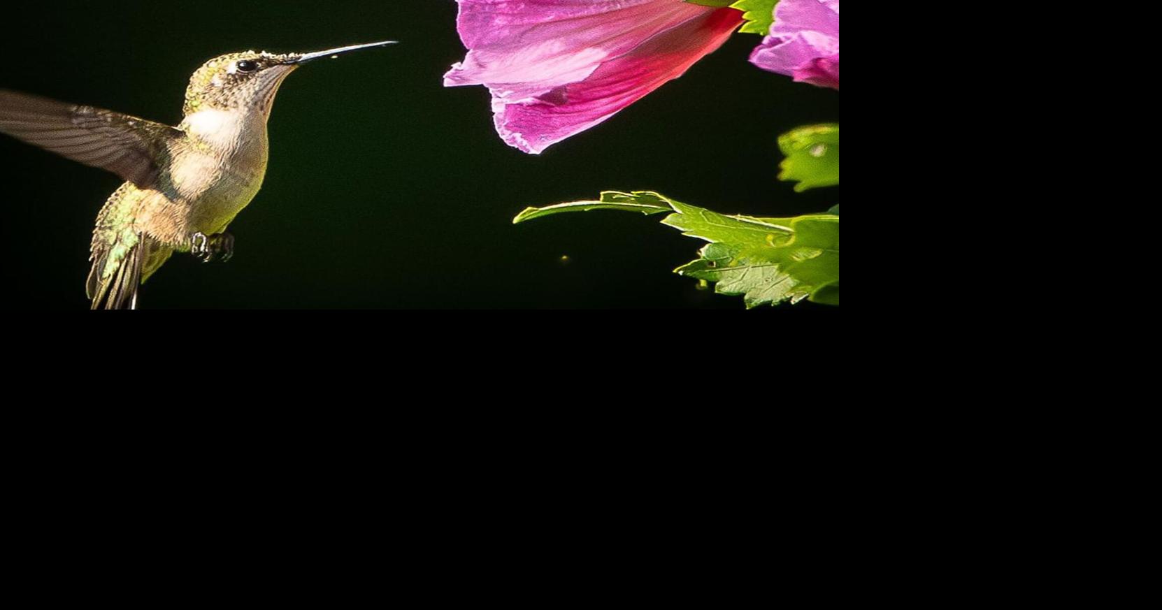 OUR NIAGARA: A goodbye from the hummingbirds