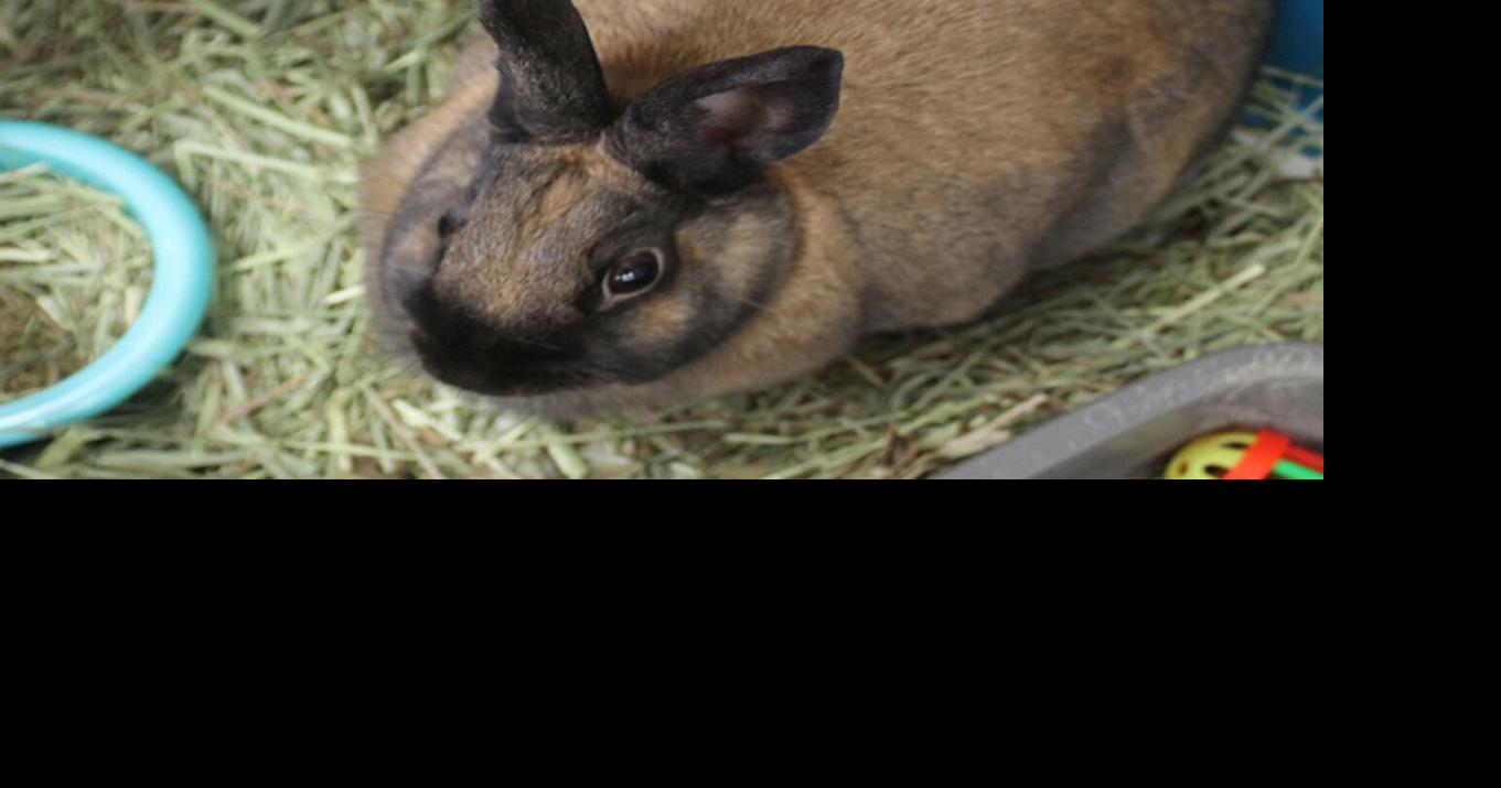 THE WAG: Rabbits not the greatest beginner pet for children