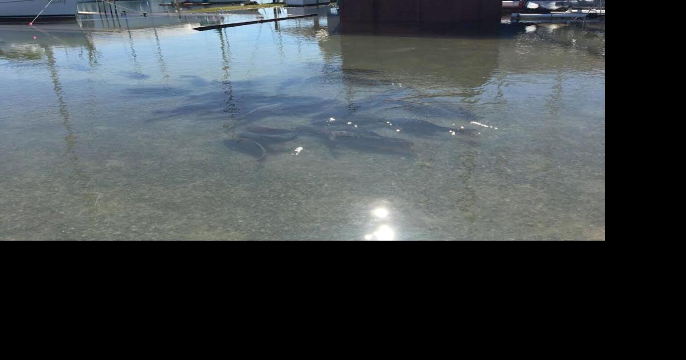 High water levels causing flooding issues in docks area