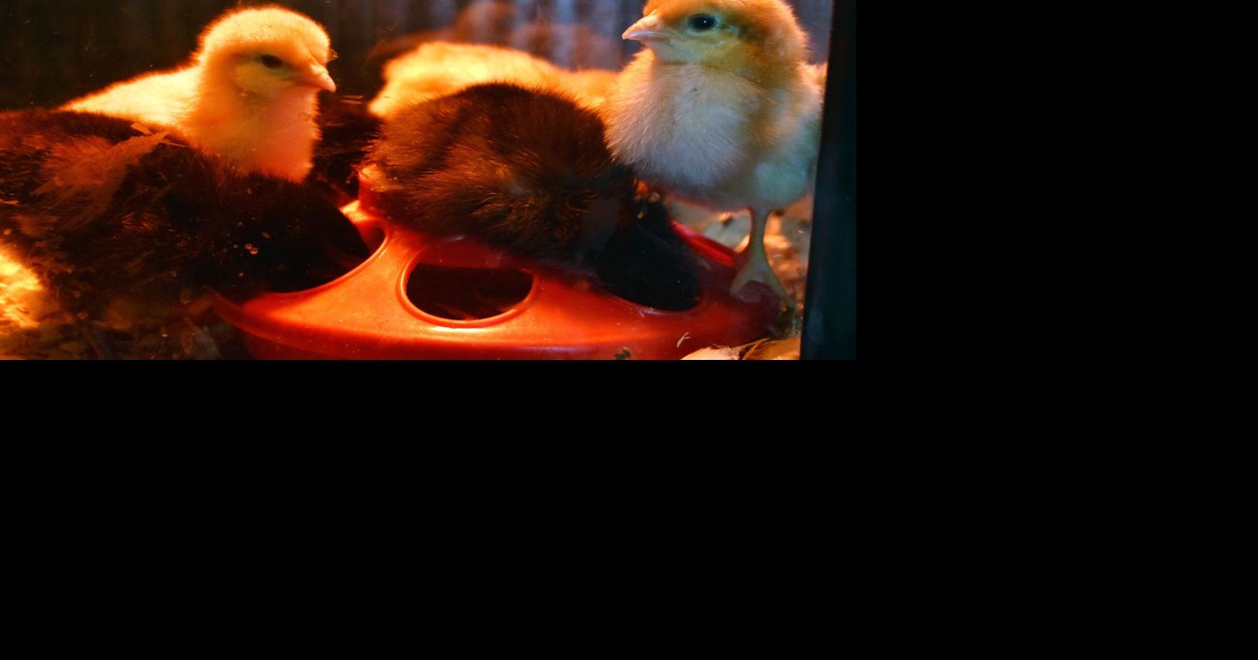 Wainfleet Fall Fair promises a bounty of fun