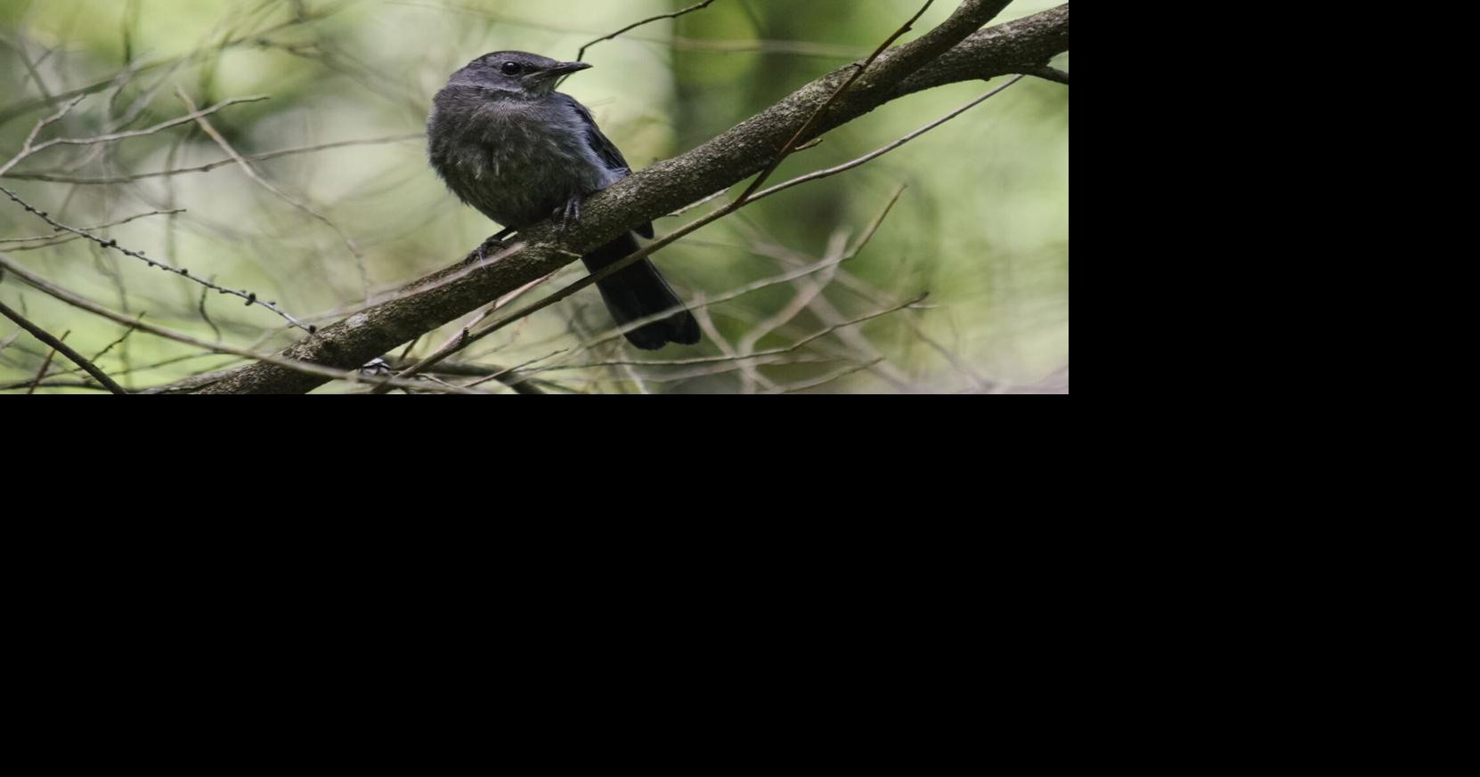 OUR NIAGARA: The Gray Catbird