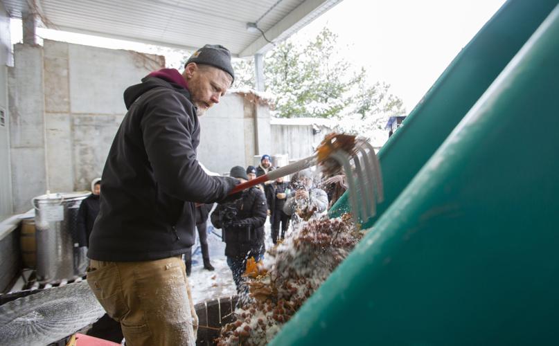 Niagara College students pick fresh crop of icewine grapes