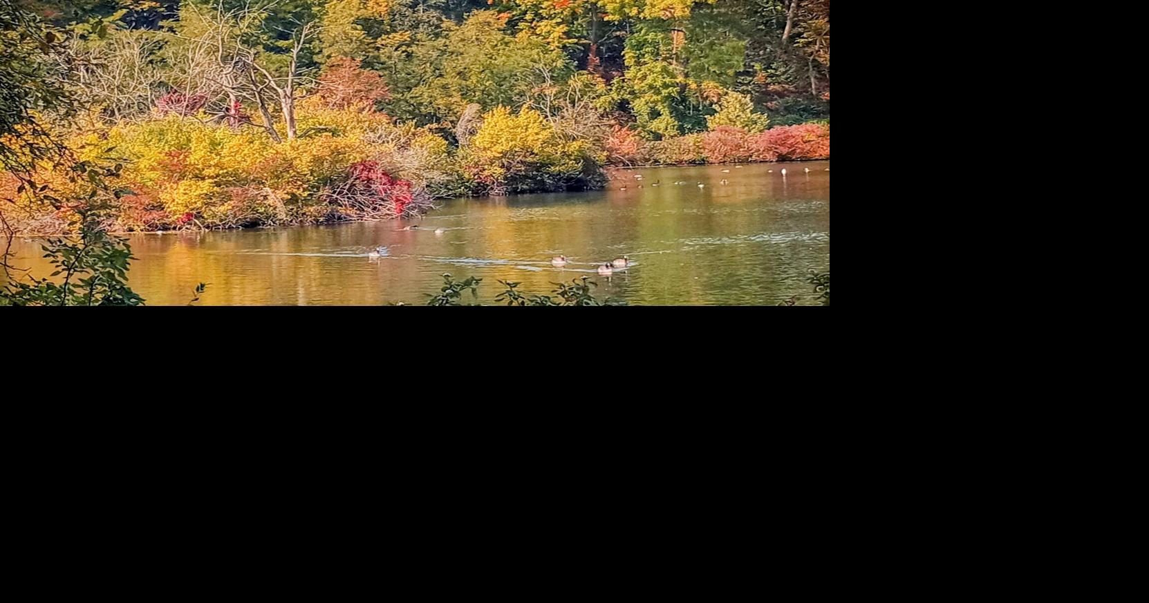 OUR NIAGARA: Changing Colours
