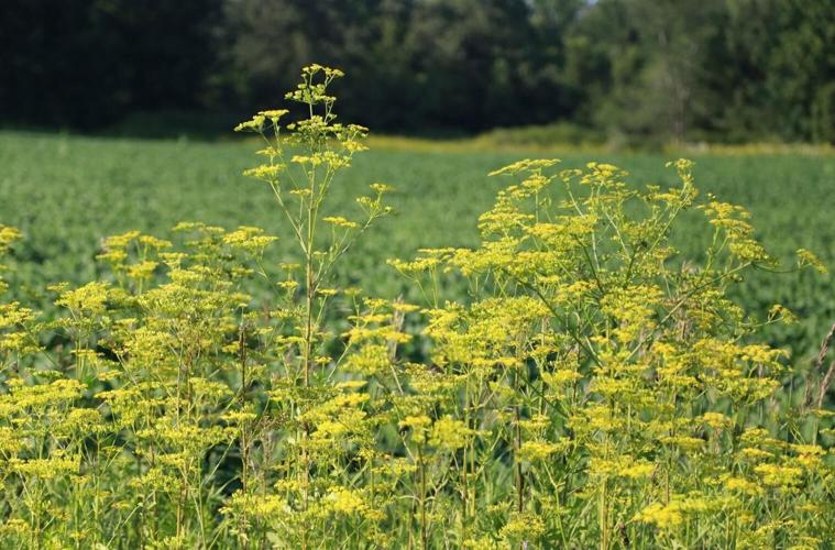 Wild parsnip in Ontario: Identification and burn warning