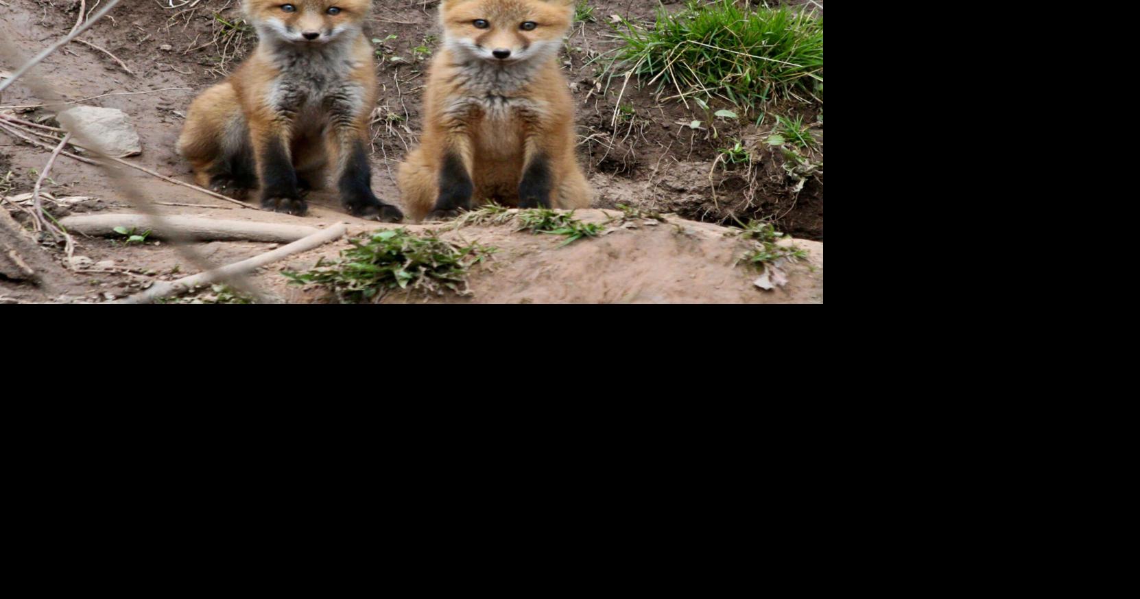 OUR NIAGARA: Two Foxes