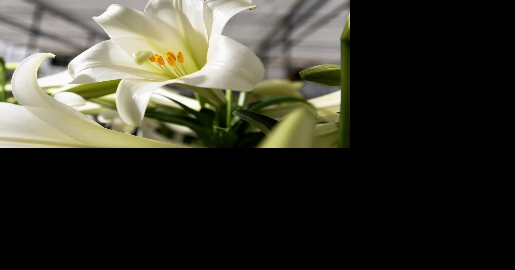 Garden club to host plant sale at Guild Hall in Port Colborne