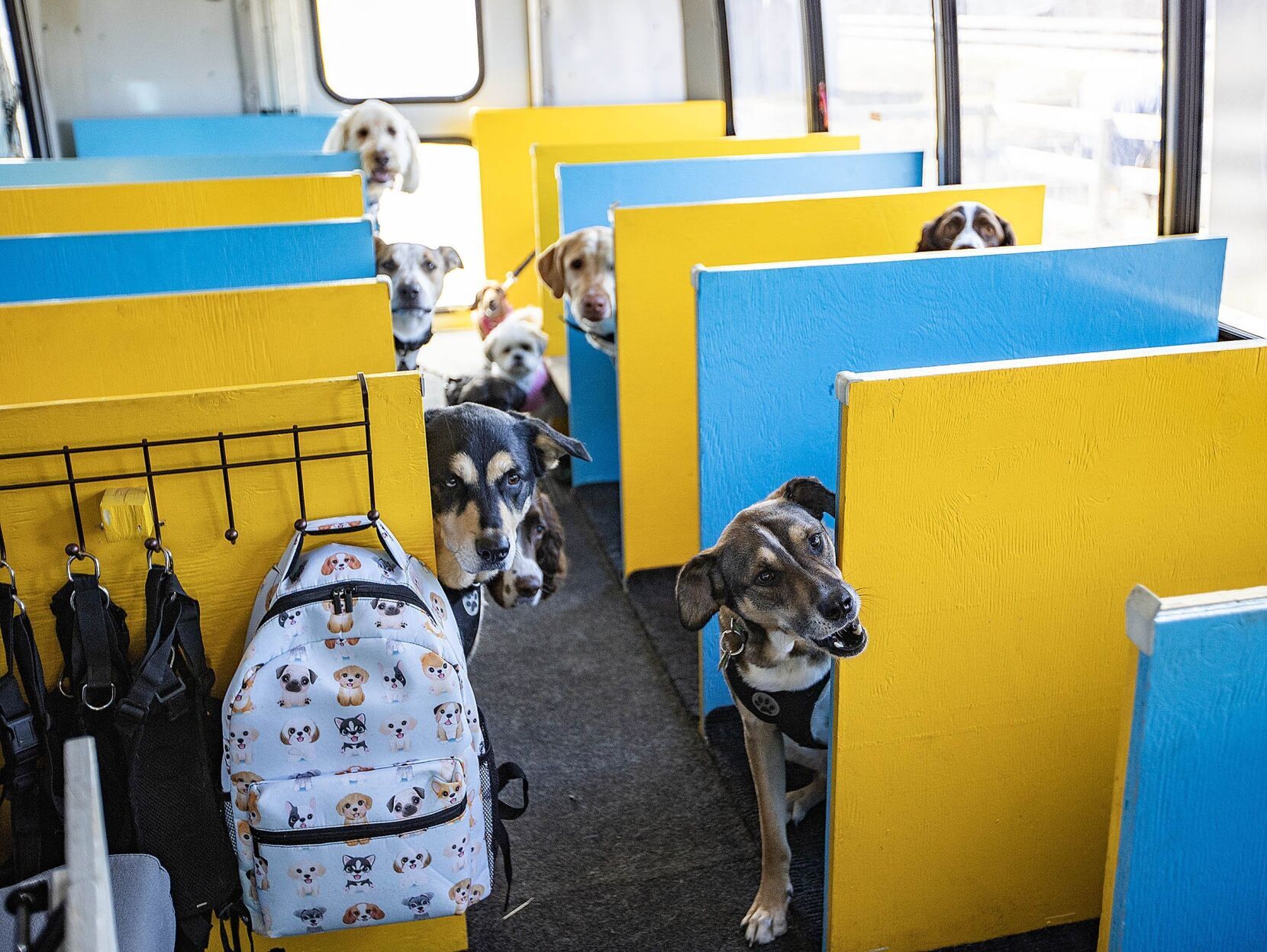Retrofitted Niagara bus like a dog park on wheels