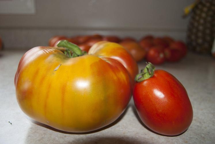 Tremendously titanic tomatoes