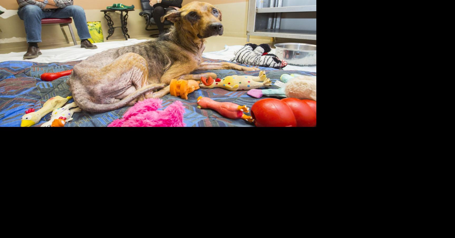 Online petition demands answers in emaciated dog case