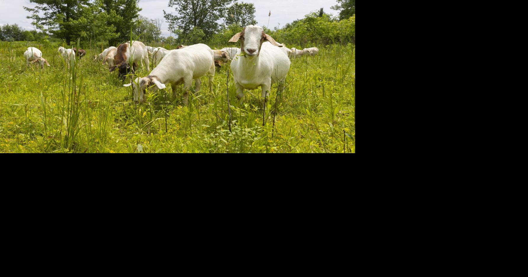 Goats return to Gonder’s Flats for invasive control