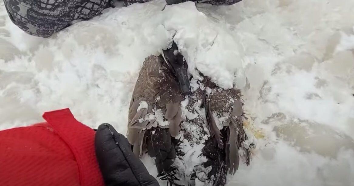 Rescue of frozen geese in Crystal Beach leads to viral video