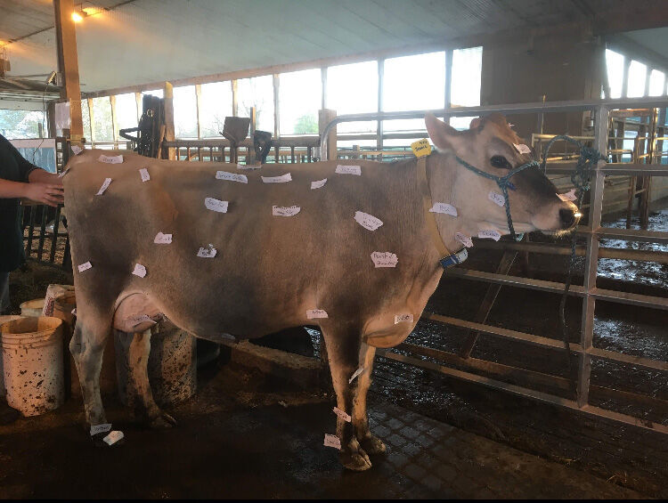 Wainfleet 4-H calf club learns the parts of the cow
