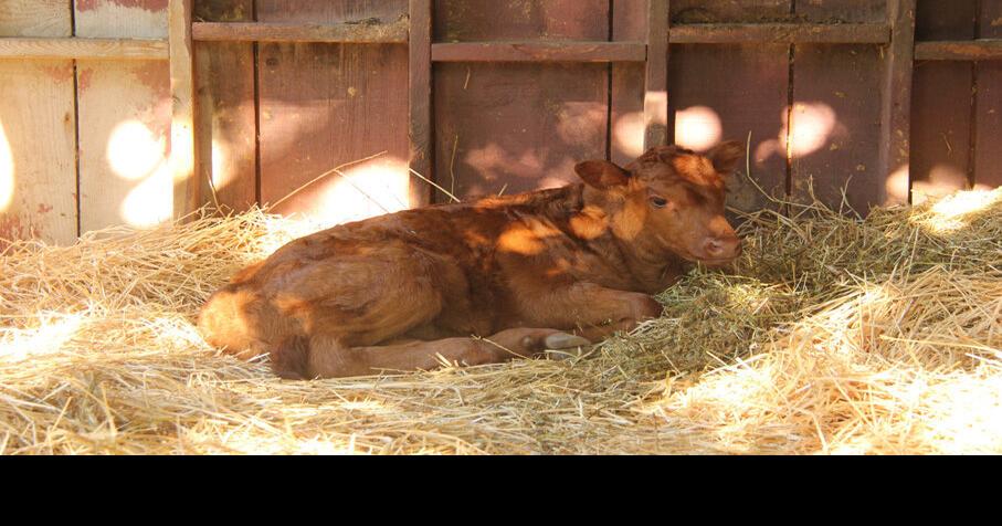 New calf welcomed at Happy Rolph’s Animal Farm