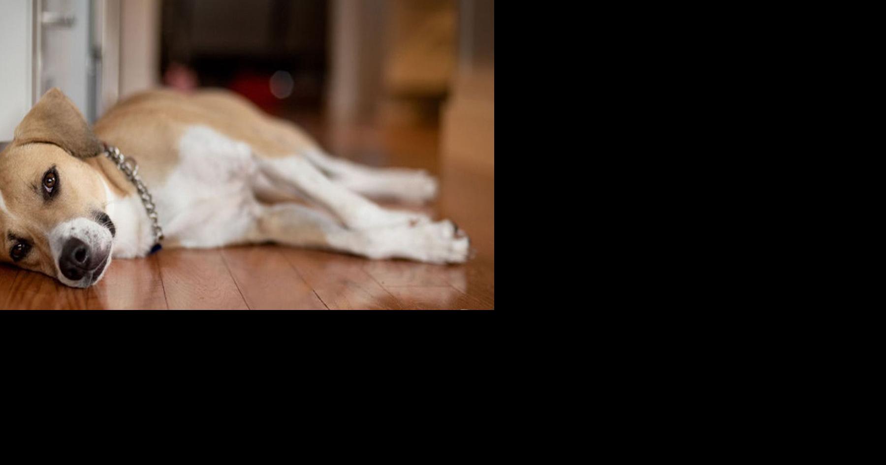 Beamsville 4 Paws Rescue seeking forever home for Rodney