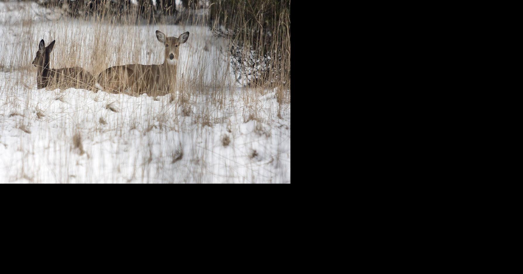 First Nation deer hunt returns to Short Hills Oct. 22