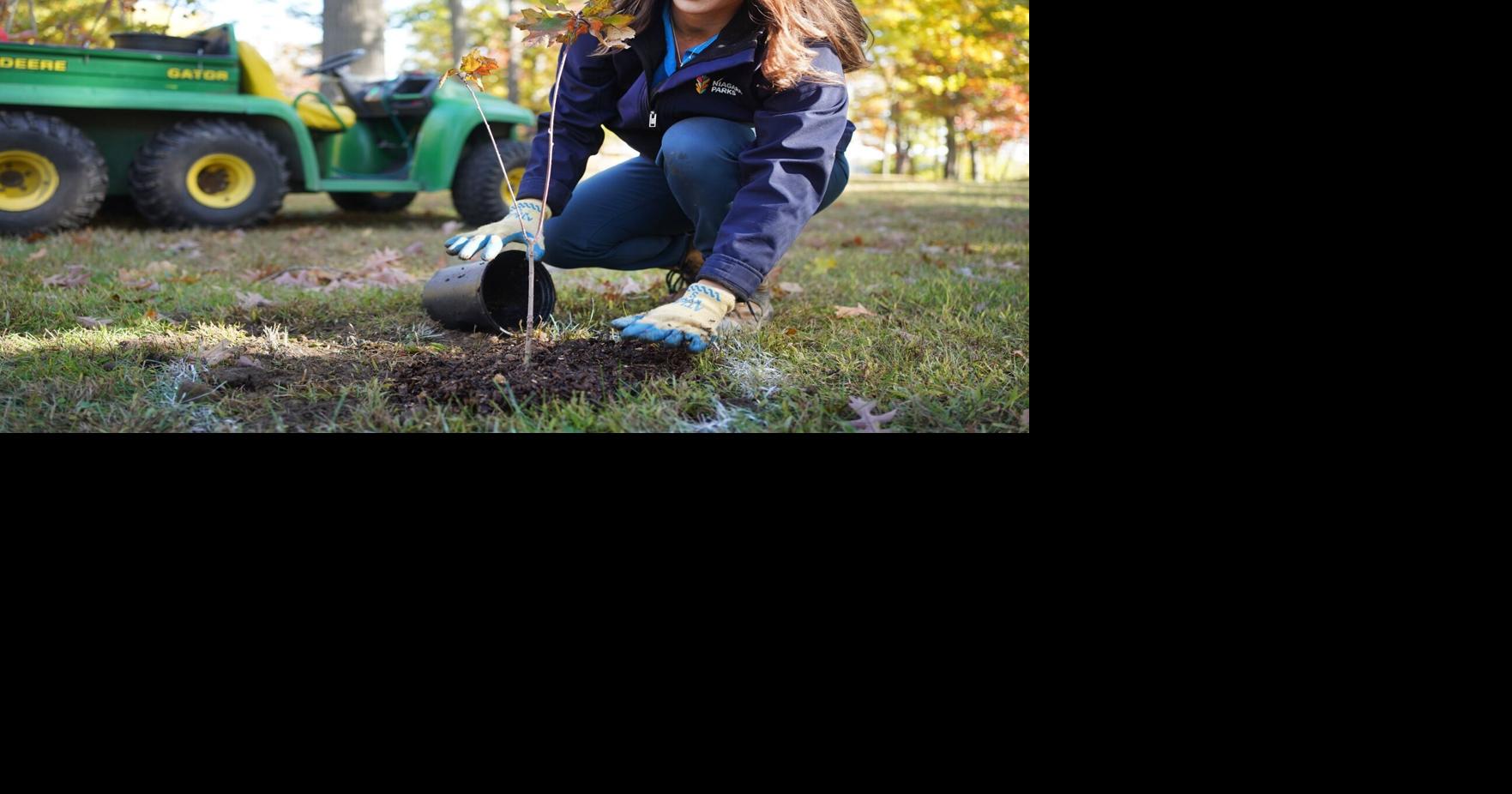 Niagara Parks embarks on major tree planting at Paradise Grove