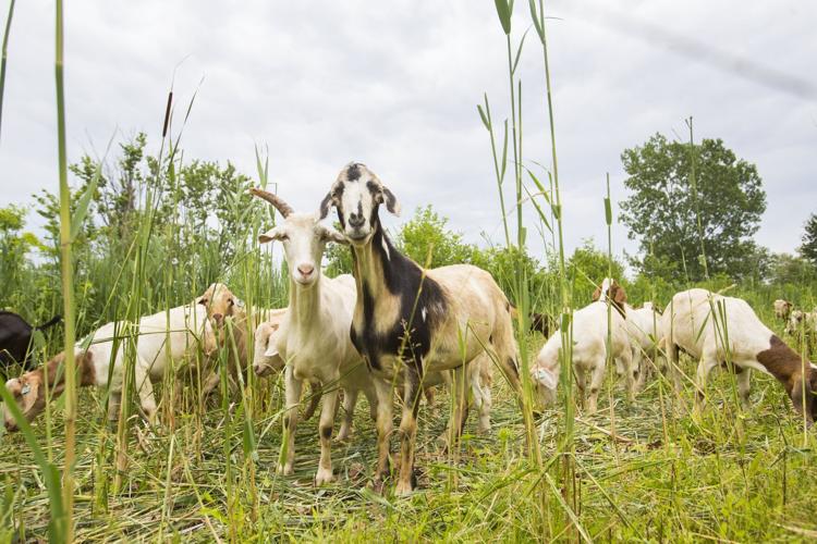 Grazing goats greening up Gonder’s Flats