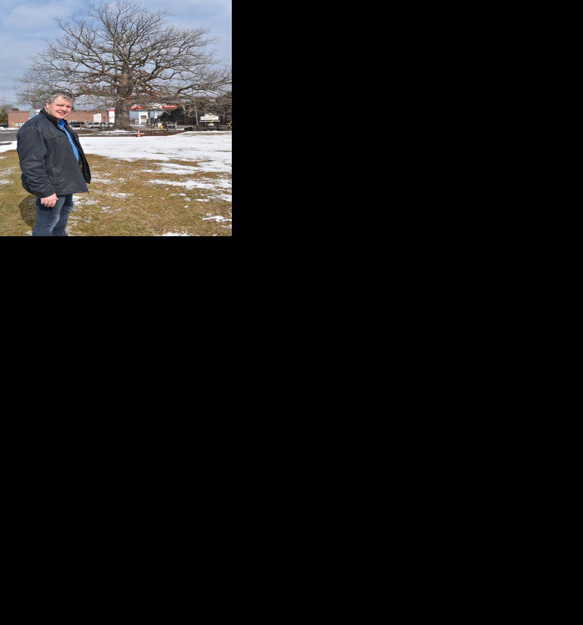 Heritage status taking root for 400-year-old Vineland tree