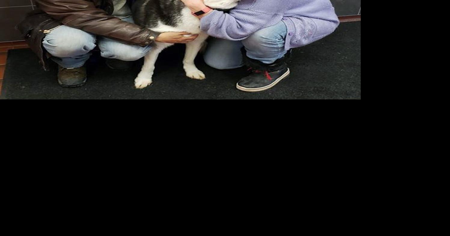 Beautiful group of dogs from Manitoba rescue effort