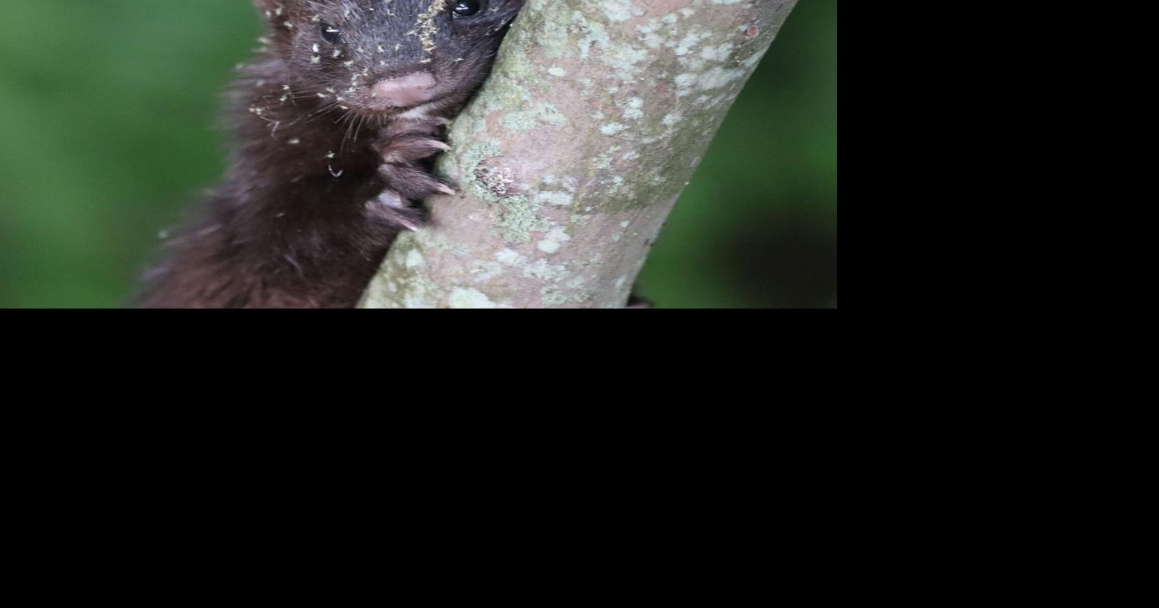 OUR NIAGARA: Mink in a Tree