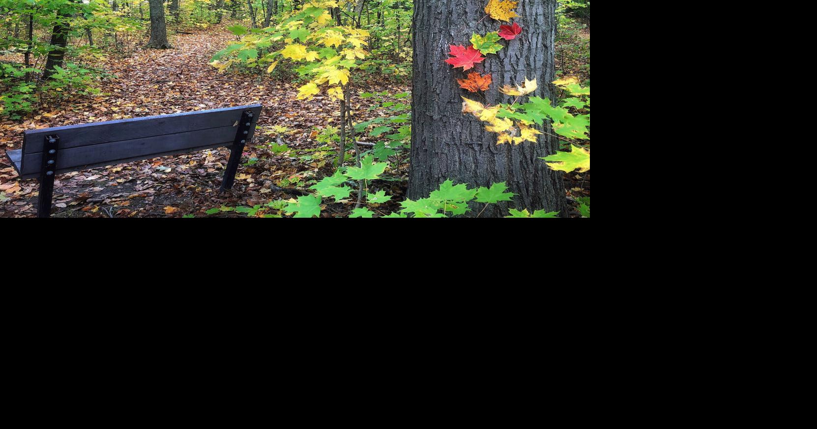 OUR NIAGARA: Fall Colour Palette